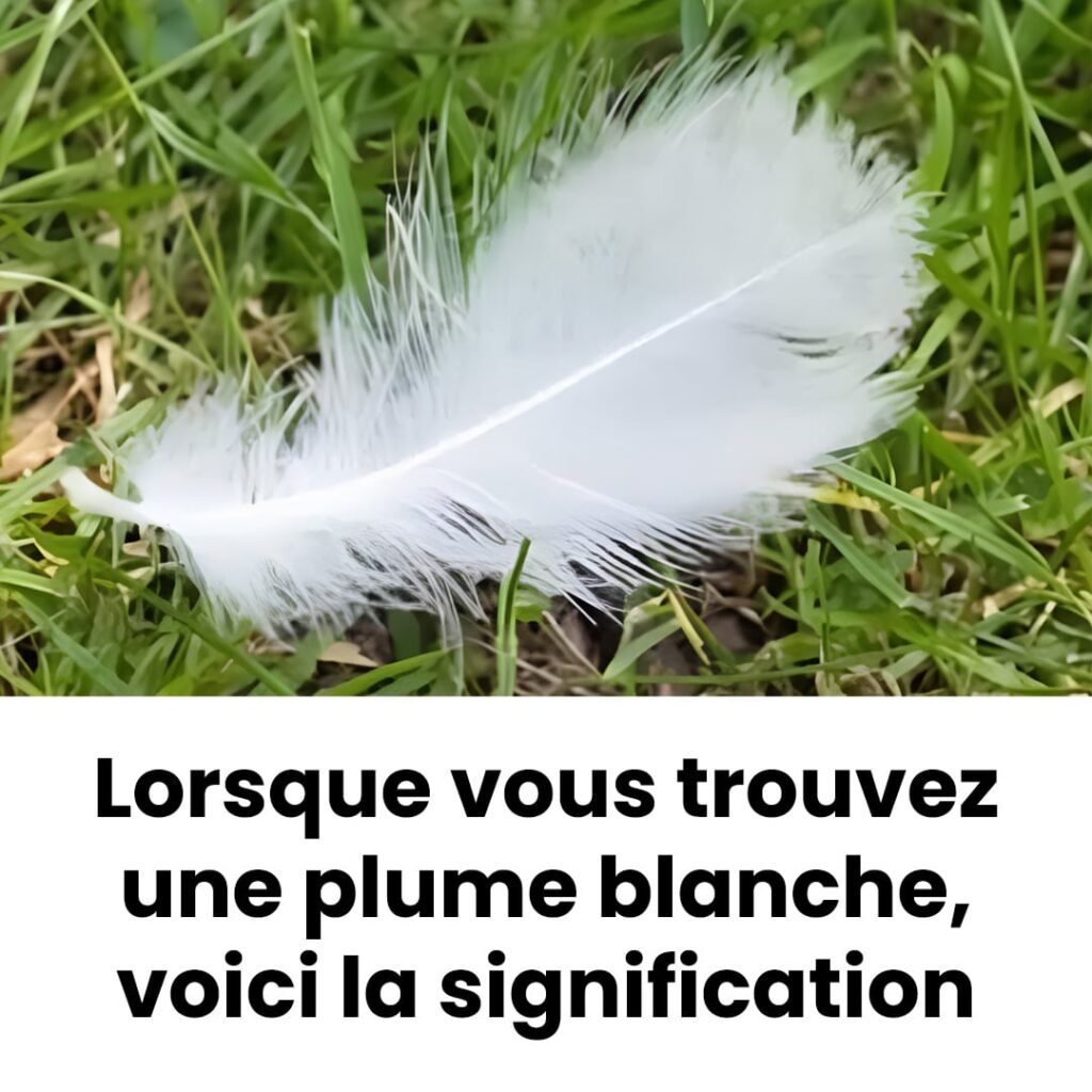 Le mystère derrière les plumes blanches révélé - Astuces Pratiques