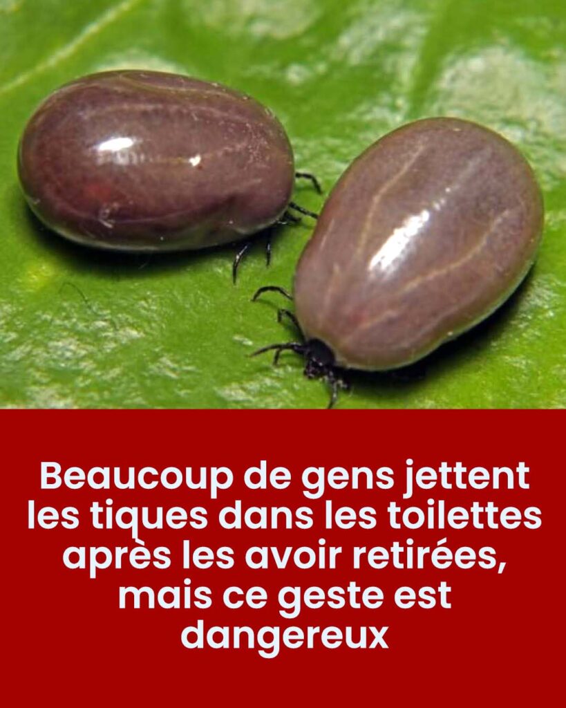 Les dangers méconnus des tiques : une élimination à risque - Astuces ...