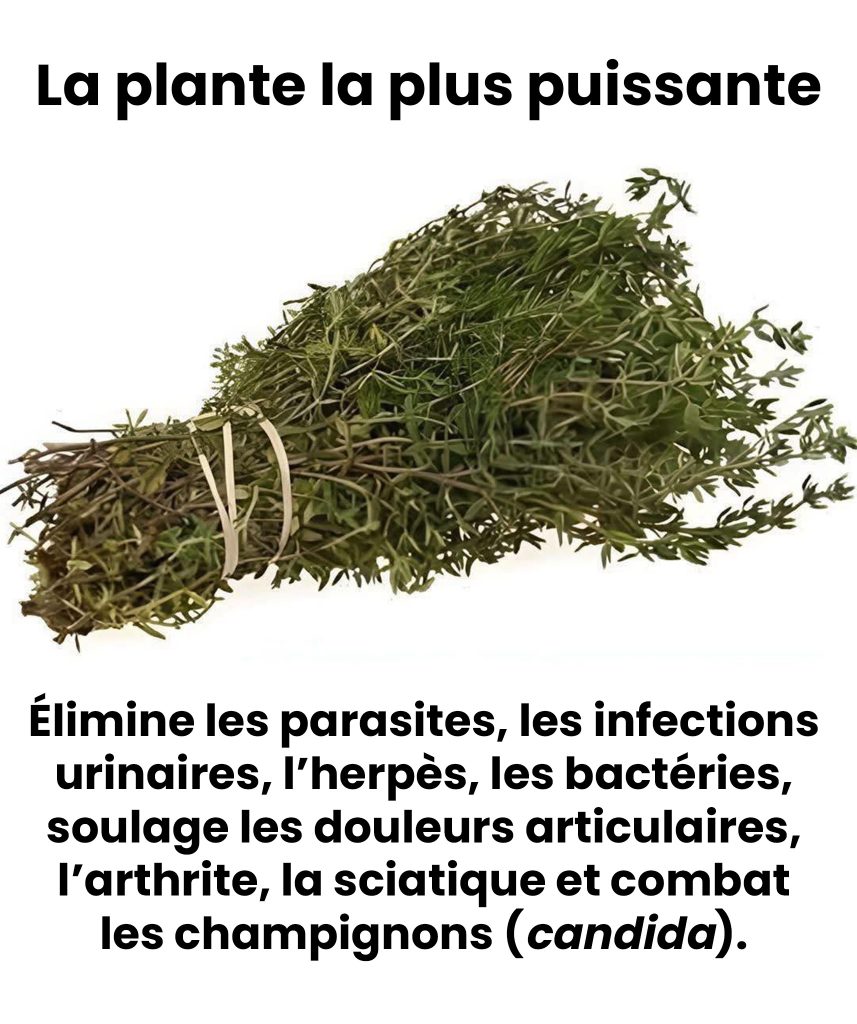 Origan : l'herbe aromatique qui renferme des trésors de santé ...
