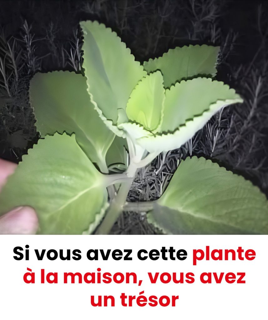 L'origan : cette herbe banale recèle des trésors insoupçonnés - Astuces ...