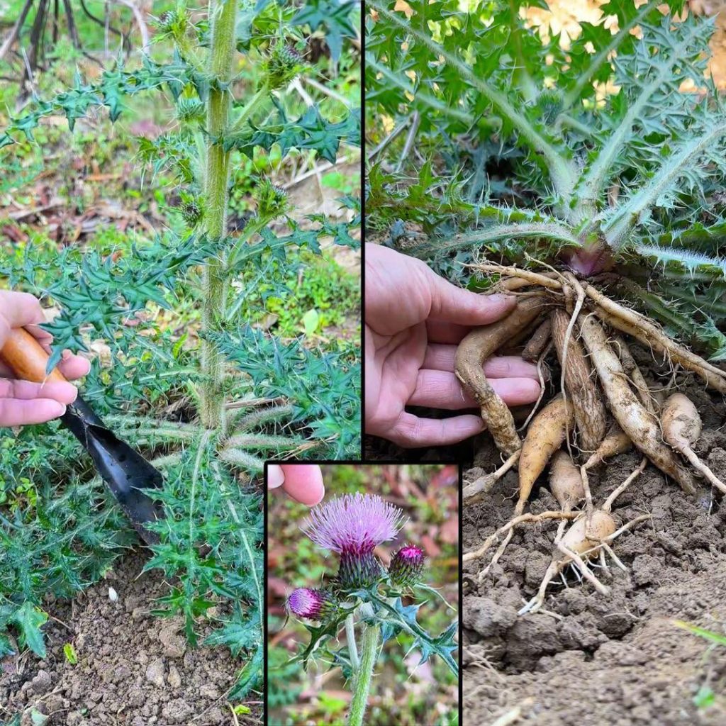 Le chardon commun : ces vertus insoupçonnées d'une plante mal-aimée ...